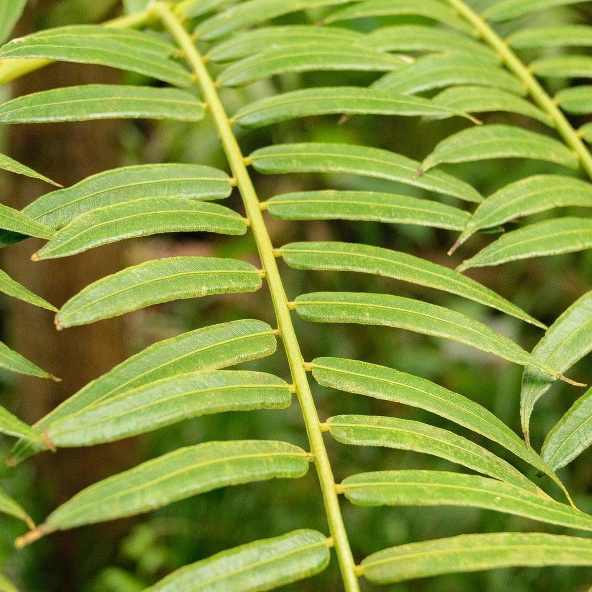King Fern - Angiopteris evecta | Buy Online Australia – Nursery Near Me