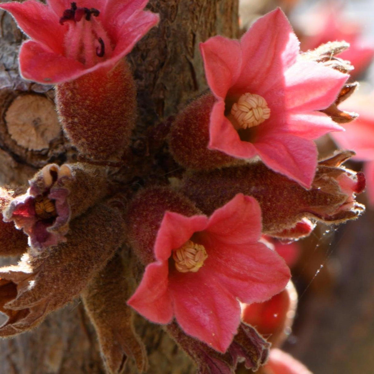 Kurrajong Tree - Brachychiton bidwillii | Buy Online Australia ...
