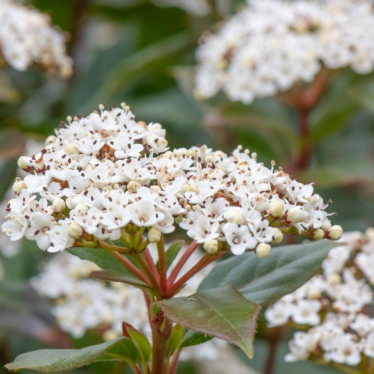 Laurustinus Viburnum - Viburnum tinus | Buy Online Australia – Nursery ...
