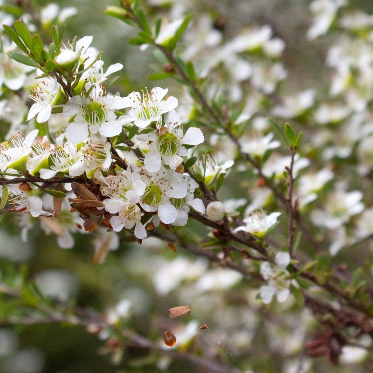 Buy Now! Lemon Frost Leptospermum - Leptospermum 'Lemon Frost ...