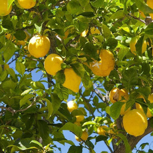 Ornamental Pear Trees: Top 10 Varieties for Your Garden – Nursery Near Me