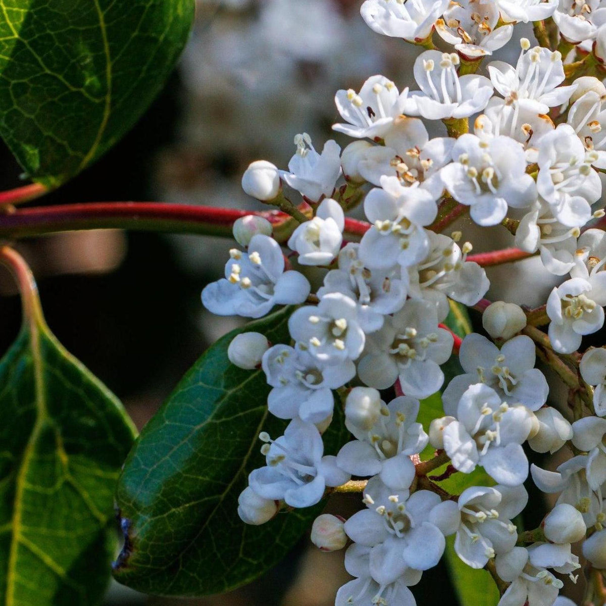 Lucidum Laurustinus - Viburnum tinus 'Lucidum' | Buy Online Australia ...