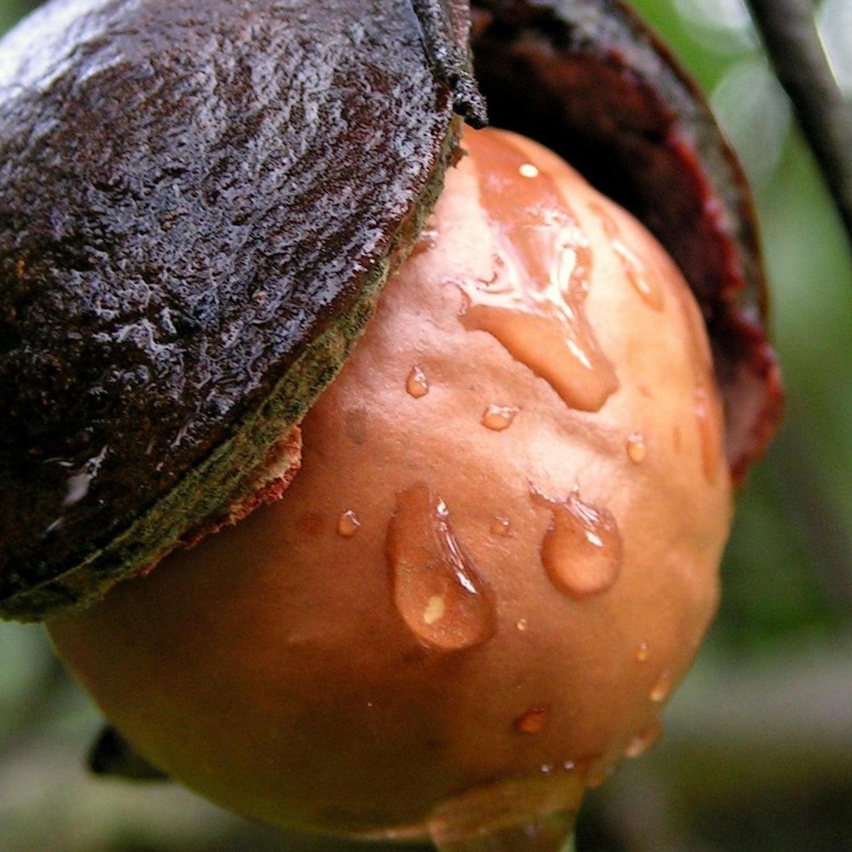 Macadamia Nut Tree - Macadamia integrifolia | Buy Online Australia ...