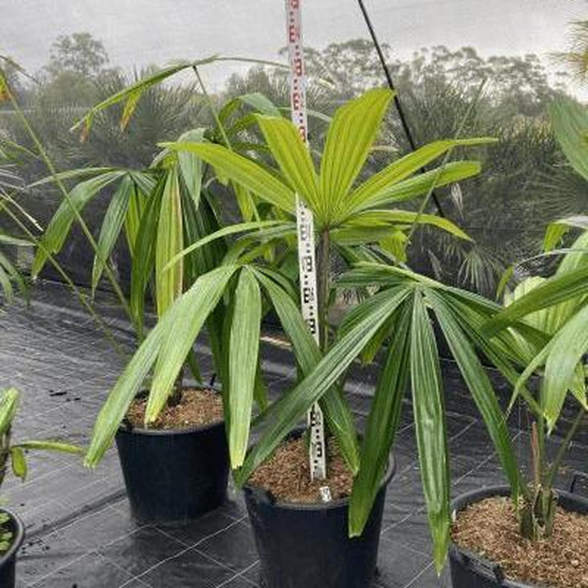 Buy Now! Machado Palm - Borassodendron machadonis – Nursery Near Me