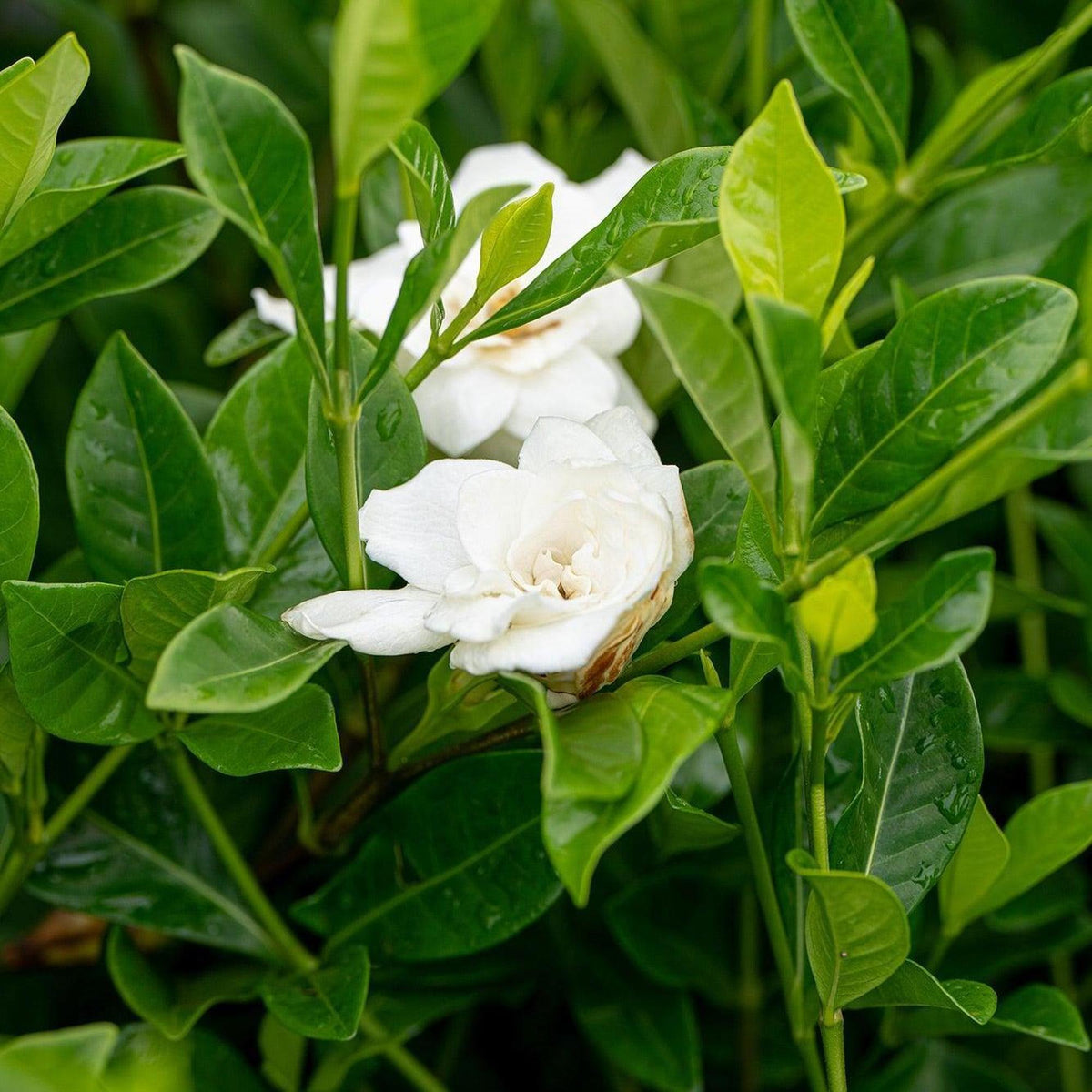 Buy Now! Magnifica Gardenia - Gardenia augusta 'Magnifica' – Nursery ...