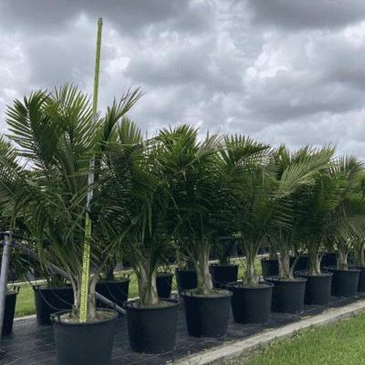 Majesty Palm - Ravenea rivularis | Buy Online Australia – Nursery Near Me