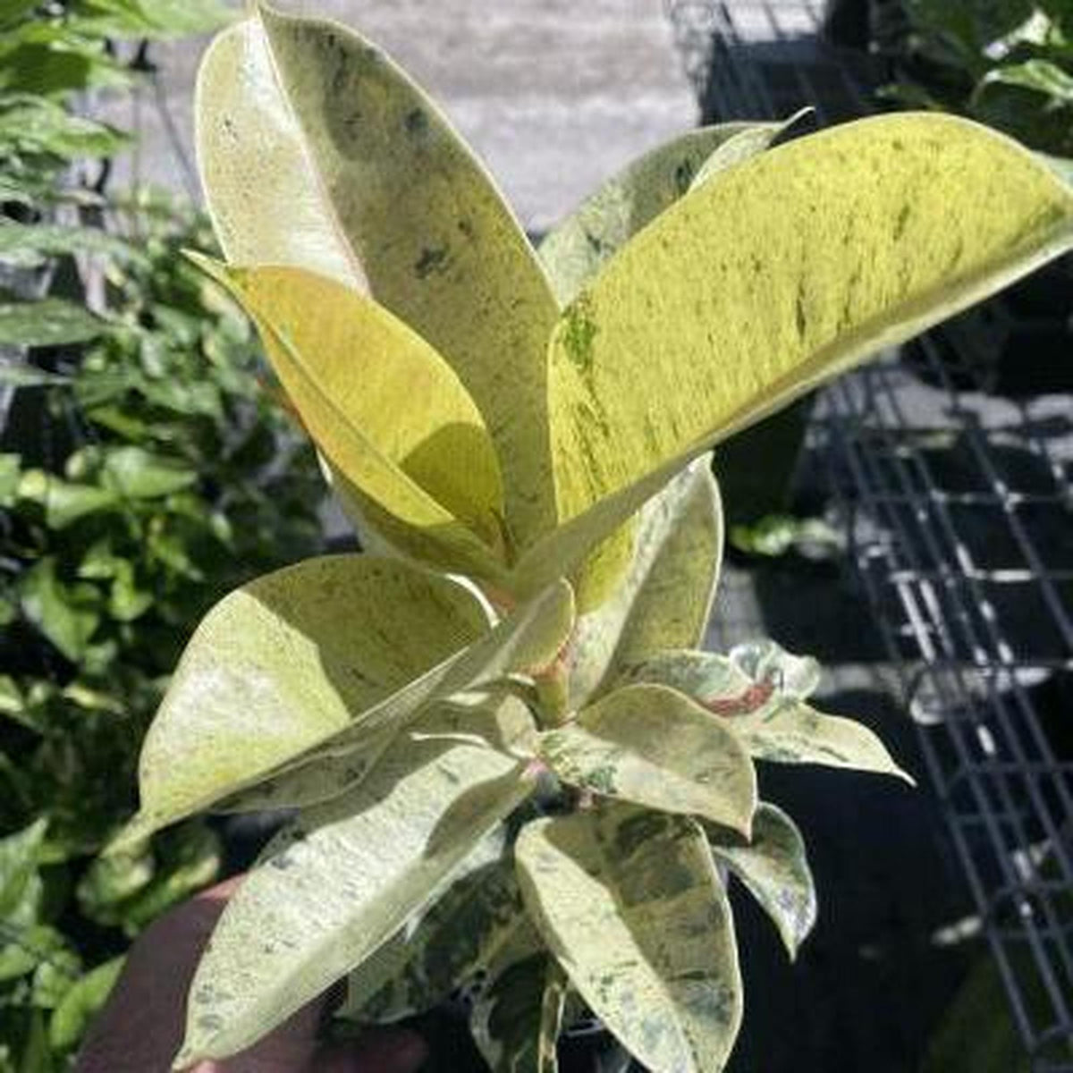 Marble Rubber Band Tree - Ficus elastica Marble | Buy Online Australia ...