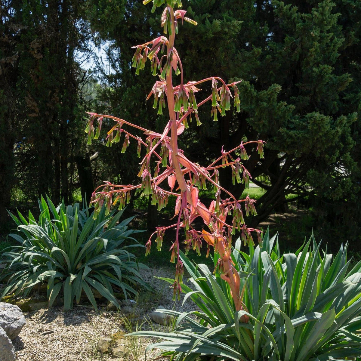 Mexican Lily - Beschorneria yuccoides | Buy Online Australia – Nursery ...