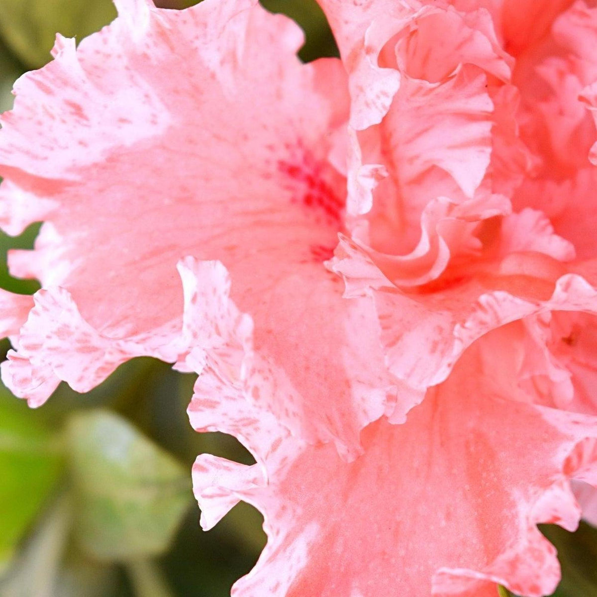 Mistral Indica Azalea - Azalea indica 'Mistral' | Buy Online Australia ...