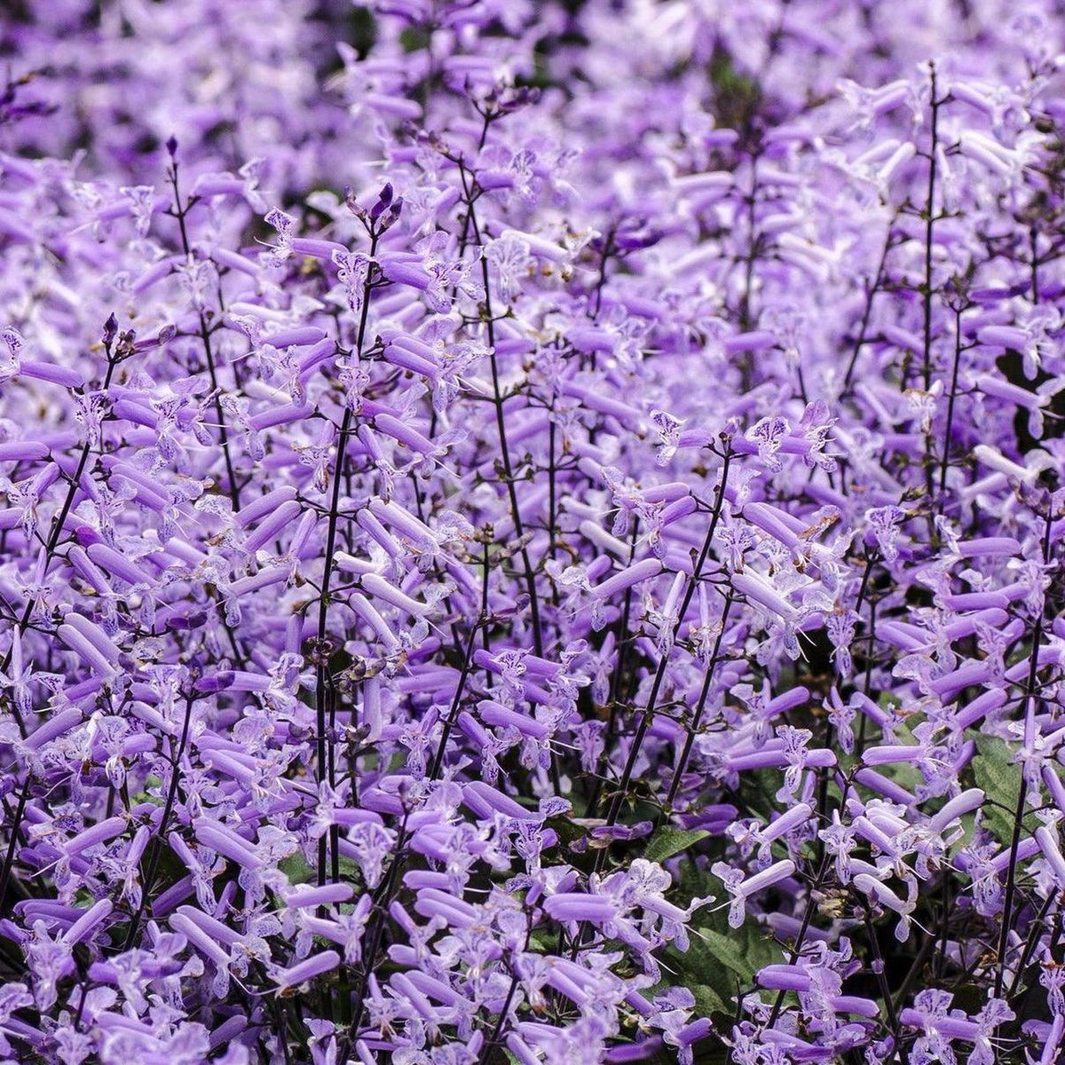 Buy Now! Mona Lavender Spur Flower - Plectranthus 'Mona Lavender ...