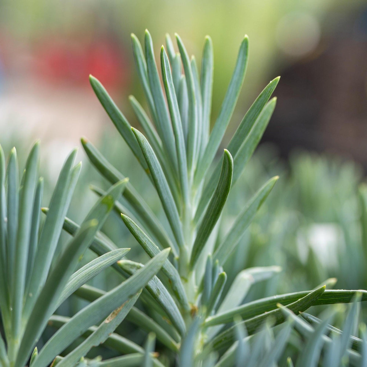 Narrow Chalk Sticks Senecio - Senecio talinoides | Buy Online Australia ...