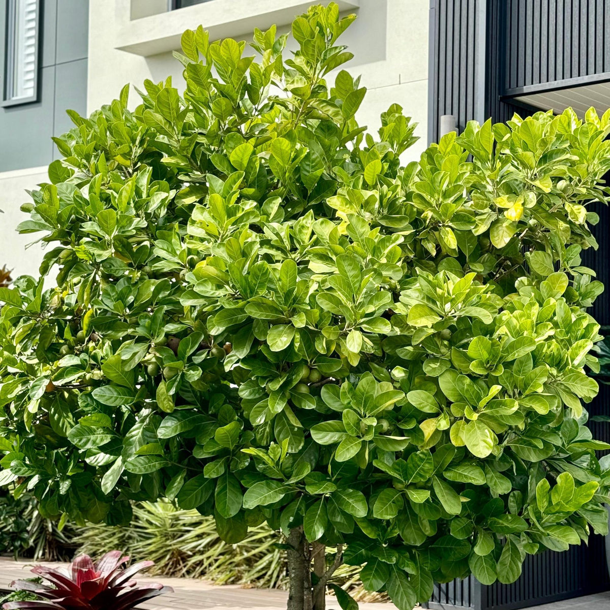 Native Gardenia Product Overview: All You Need to Know – Nursery Near Me