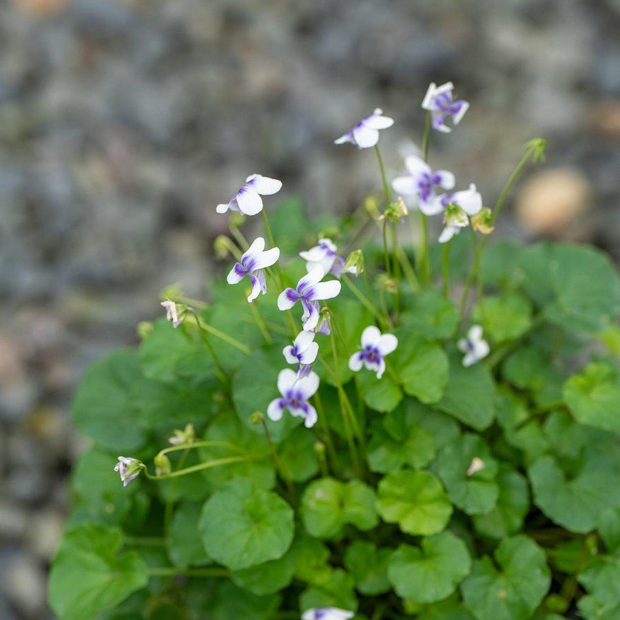 Native Violet - Viola hederacea | Buy Online Australia – Nursery Near Me
