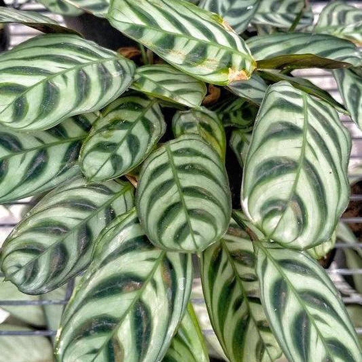 Never Never Plant - Ctenanthe oppenheimiana | Buy Online Australia ...