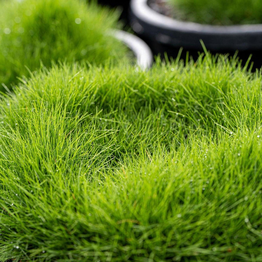 No Mow Grass - Zoysia tenuifolia | Buy Online Australia – Nursery Near Me