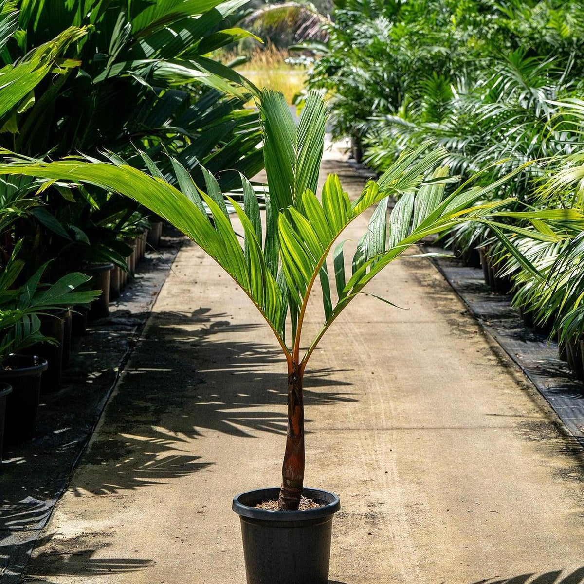 Orange Areca Palm - Areca vestiaria 'Orange Form' | Buy Online ...