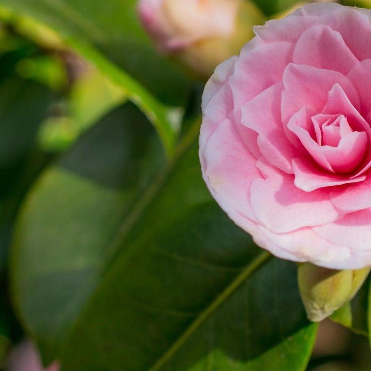 Paradise Blush Camellia - Camellia sasanqua 'Paradise Blush' | Buy ...