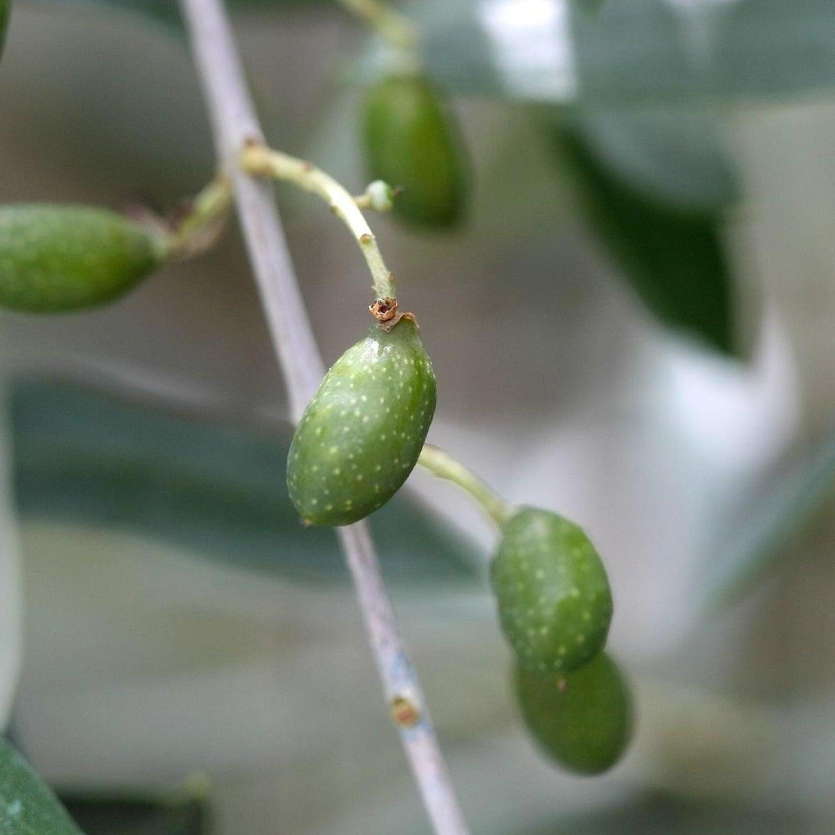 Picual Olive Tree - Olea europaea 'Picual' | Buy Online Australia ...