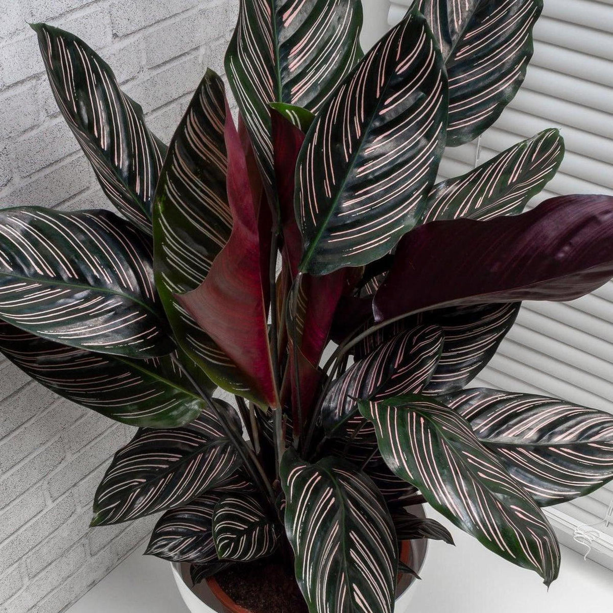 Pin Stripe Calathea - Calathea ornata 'Sanderiana' | Buy Online ...