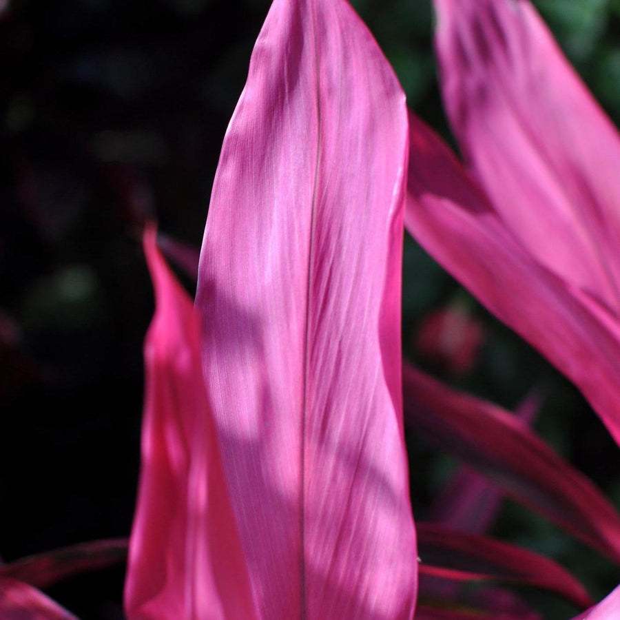 Pink Champion Cordyline - Cordyline fruticosa 'Pink Champion' | Buy ...