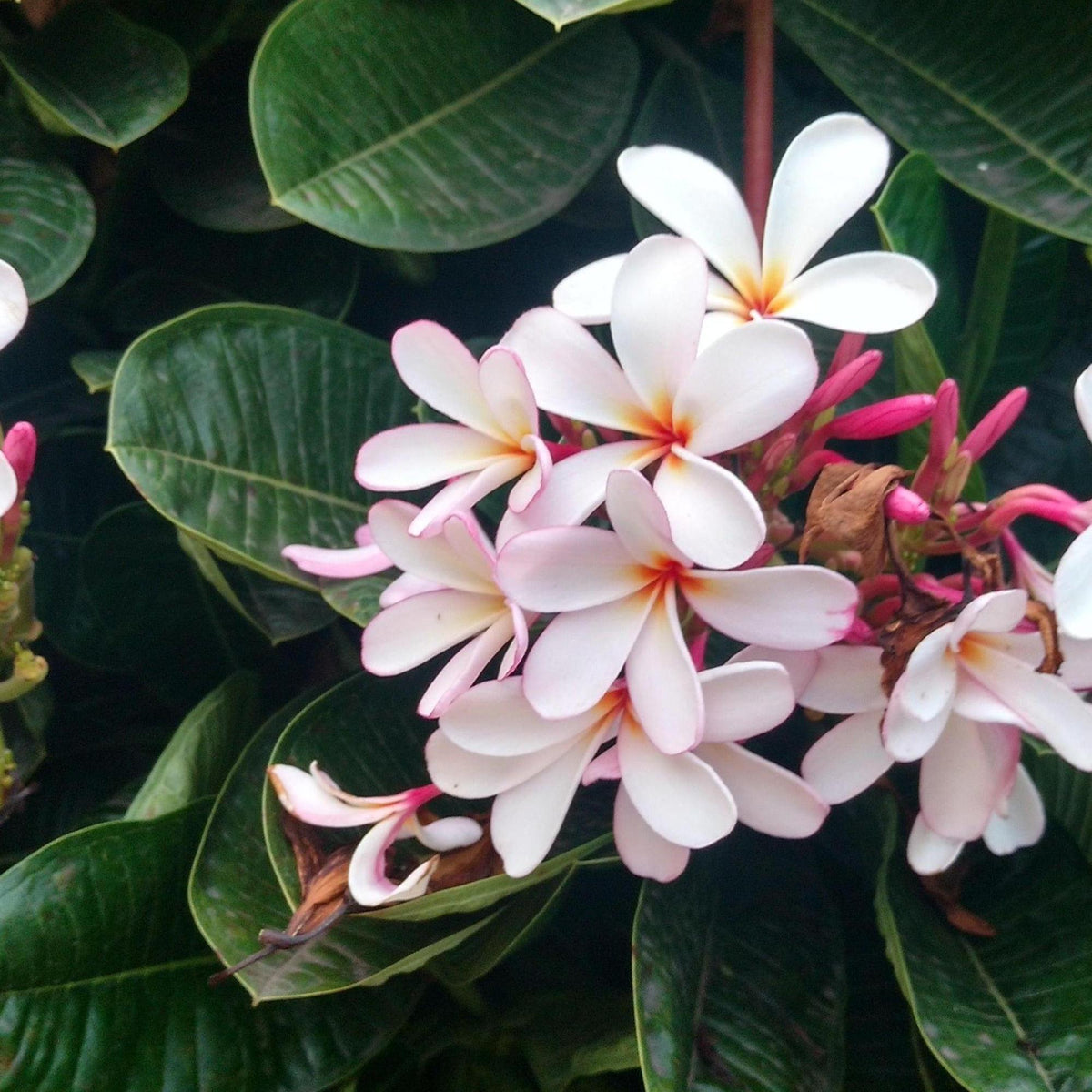 Pink Frangipani - Plumeria obtusa 'Petite Pink' | Buy Online Australia ...