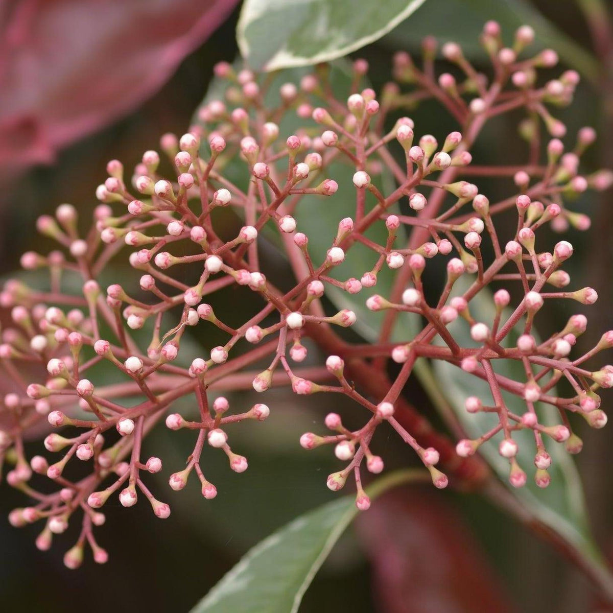 Buy Now! Pink Marble Photinia - Photinia 'Pink Marble' – Nursery Near Me