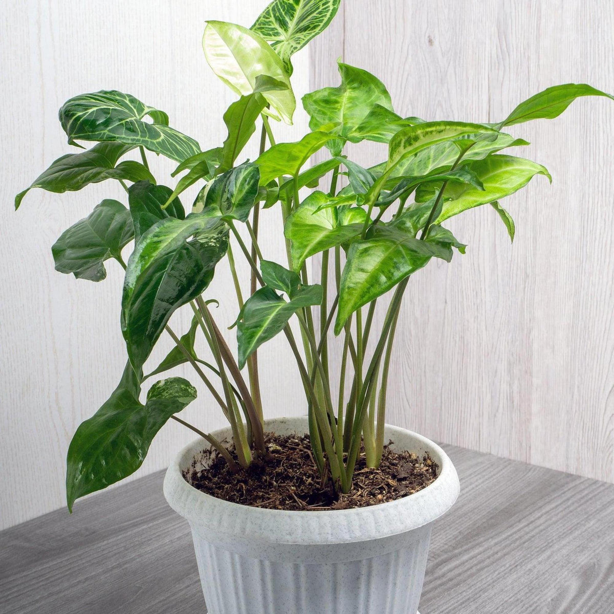 Pixie Arrowhead Vine - Syngonium 'Pixie' | Buy Online Australia ...