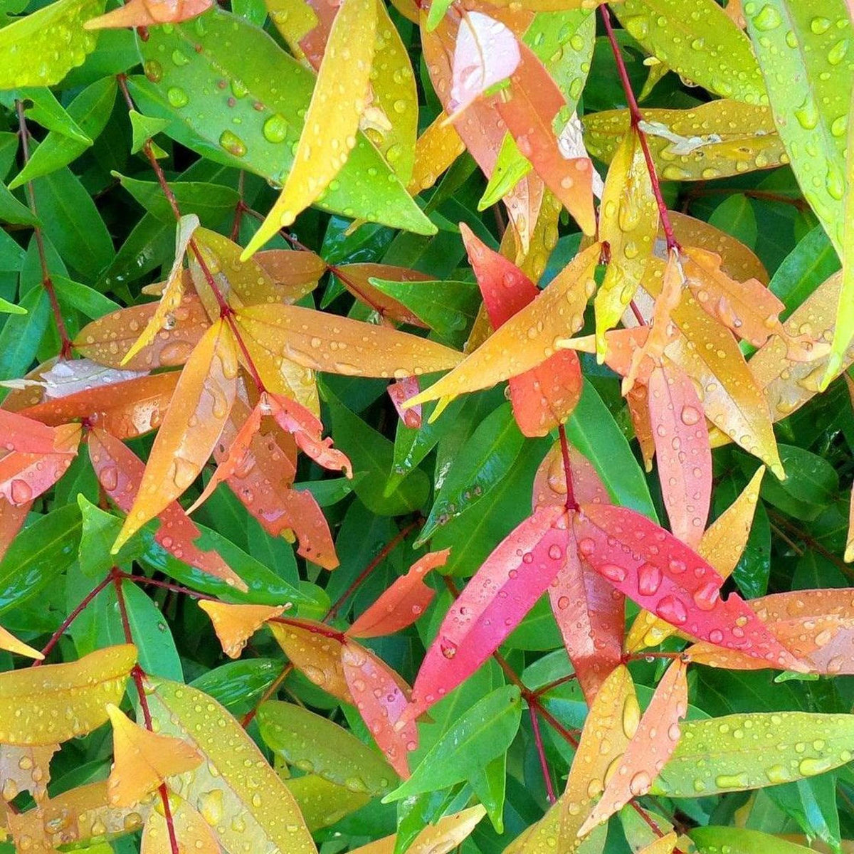 Buy Now! Plum Magic Lilly Pilly - Syzygium australe 'Plum Magic ...