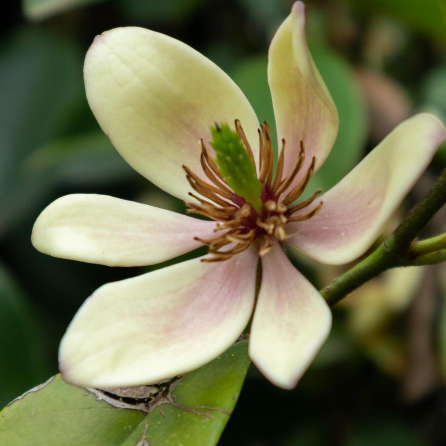 Magnolias | Buy Online Australia – Nursery Near Me