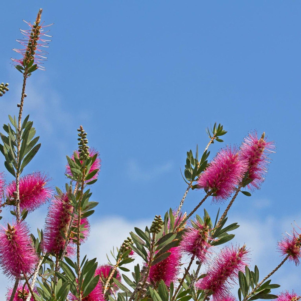 Buy Now! Purple Splendour Bottlebrush - Callistemon 'Purple Splendour ...