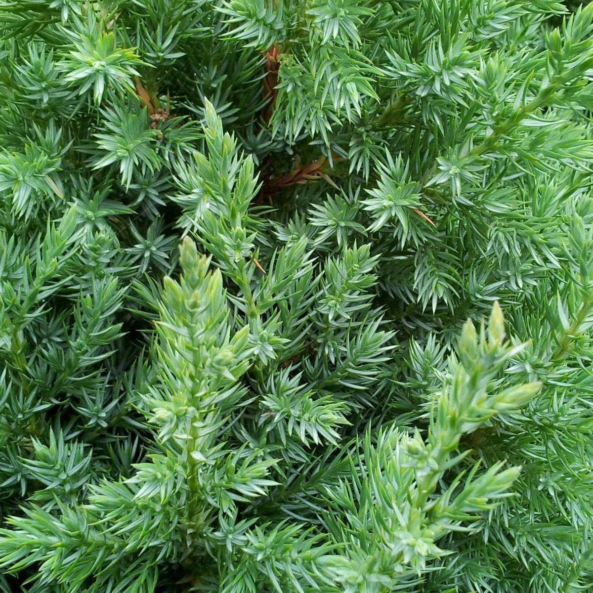 Buy Now! Pyramidalis Juniper - Juniperus chinensis 'Pyramidalis ...