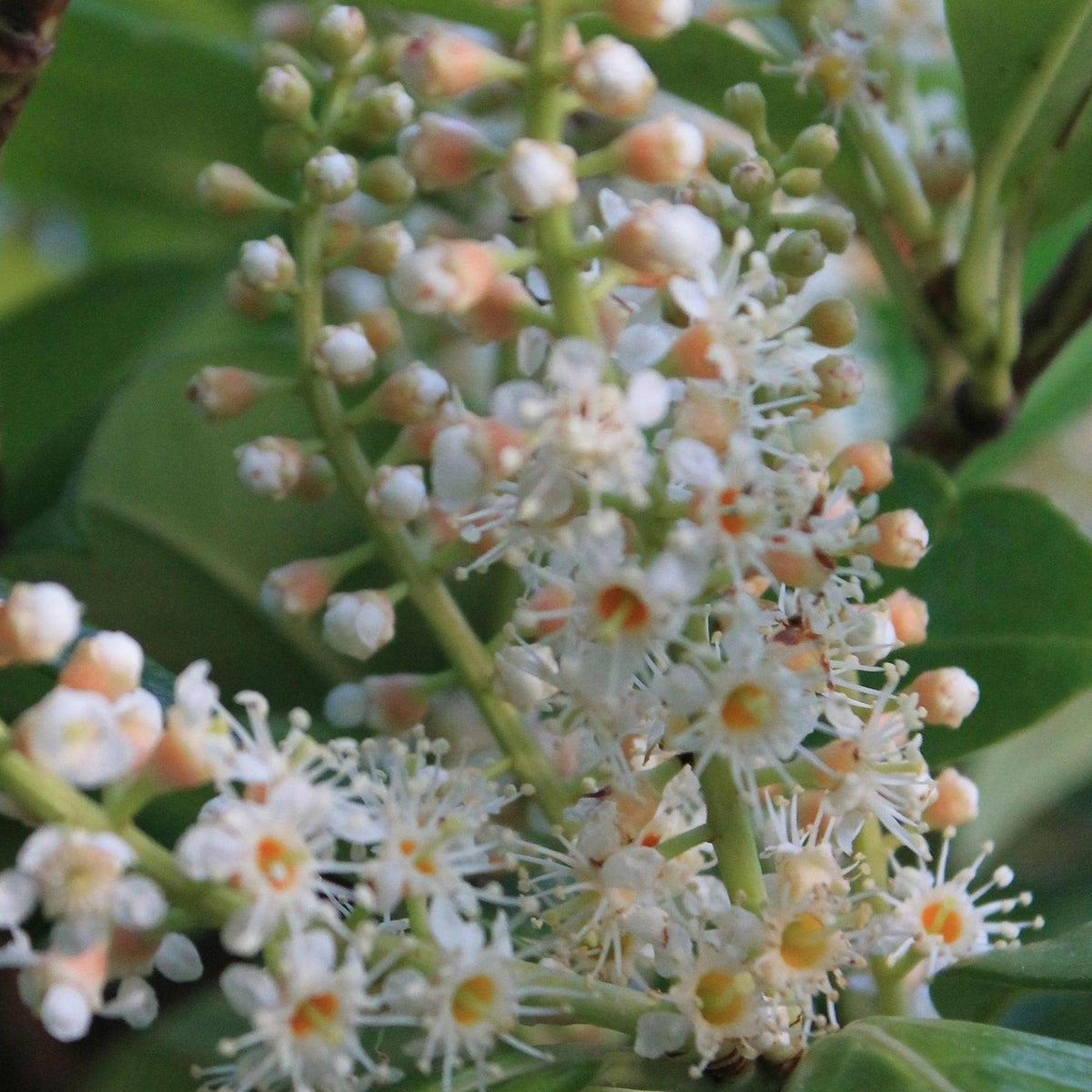 Queensland Maple Tree - Flindersia brayleyana | Buy Online Australia ...