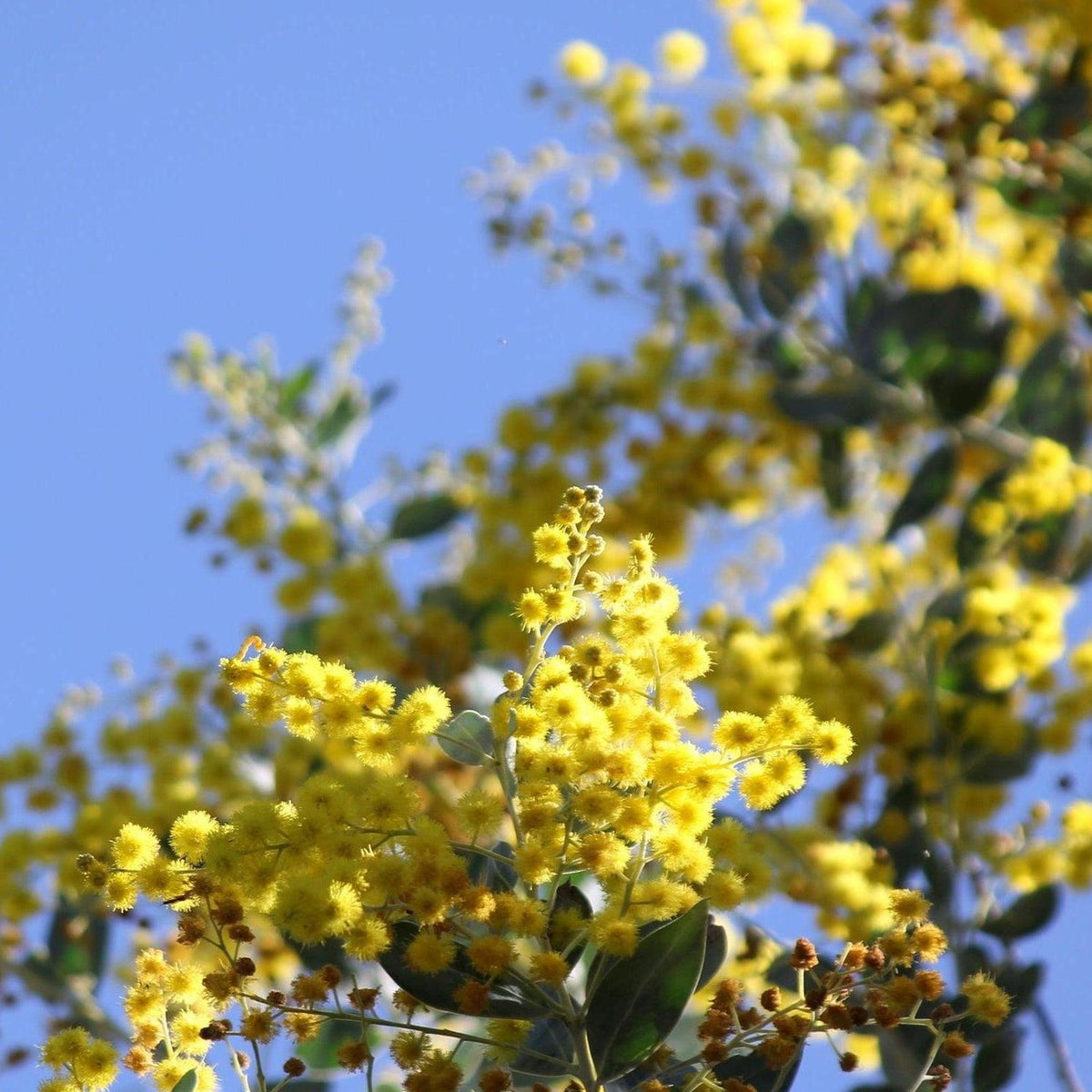 Queensland Silver Wattle - Acacia podalyriifolia | Buy Online Australia ...