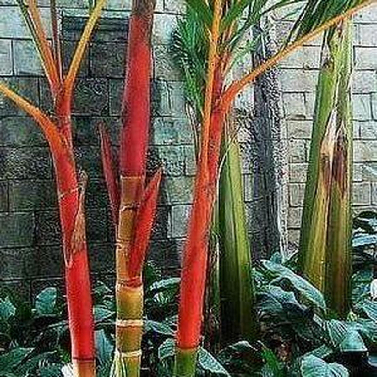 Buy Now! Red Areca Palm - Areca vestiaria 'Red Form' – Nursery Near Me