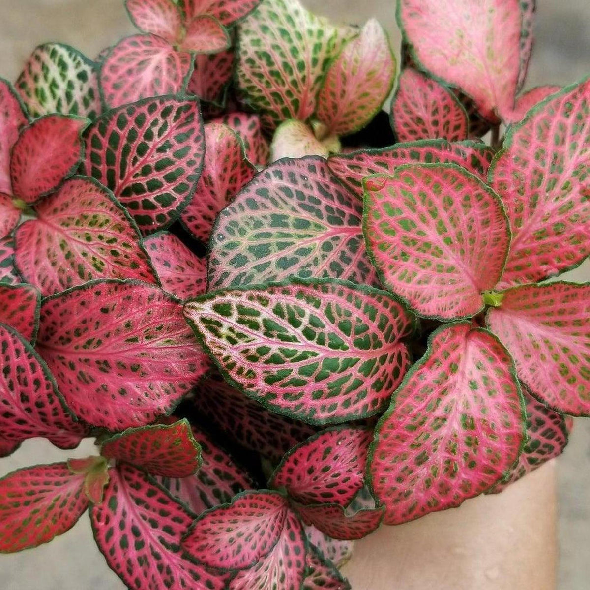 Red Cloud Nerve Plant - Fittonia 'Red Cloud' | Buy Online Australia ...