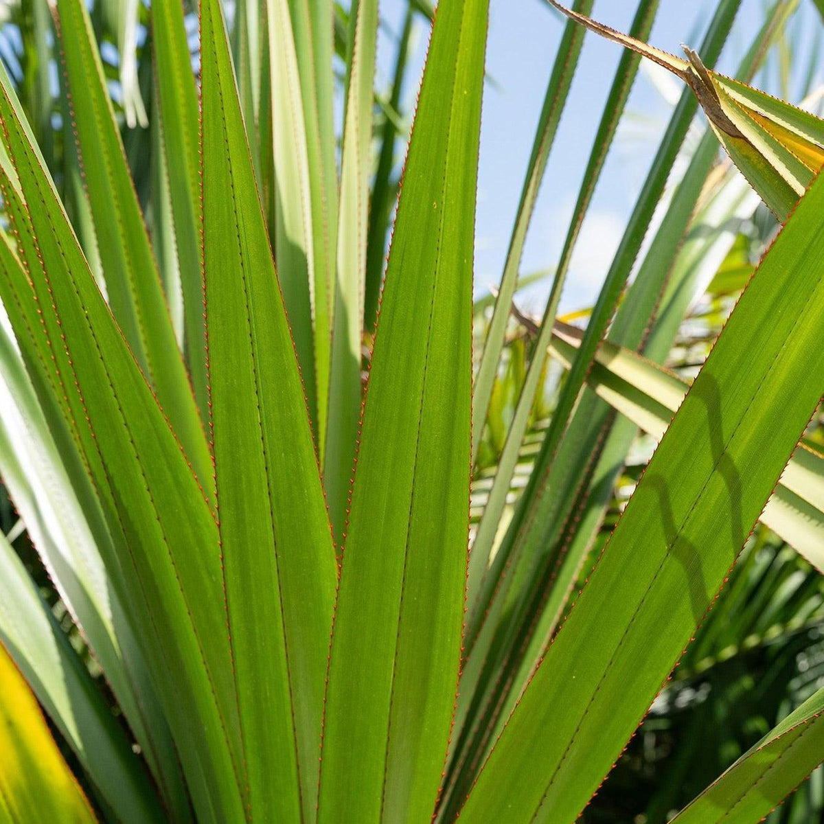 Red Edge Pandanus - Pandanus utilis 'Red Edge' | Buy Online Australia ...