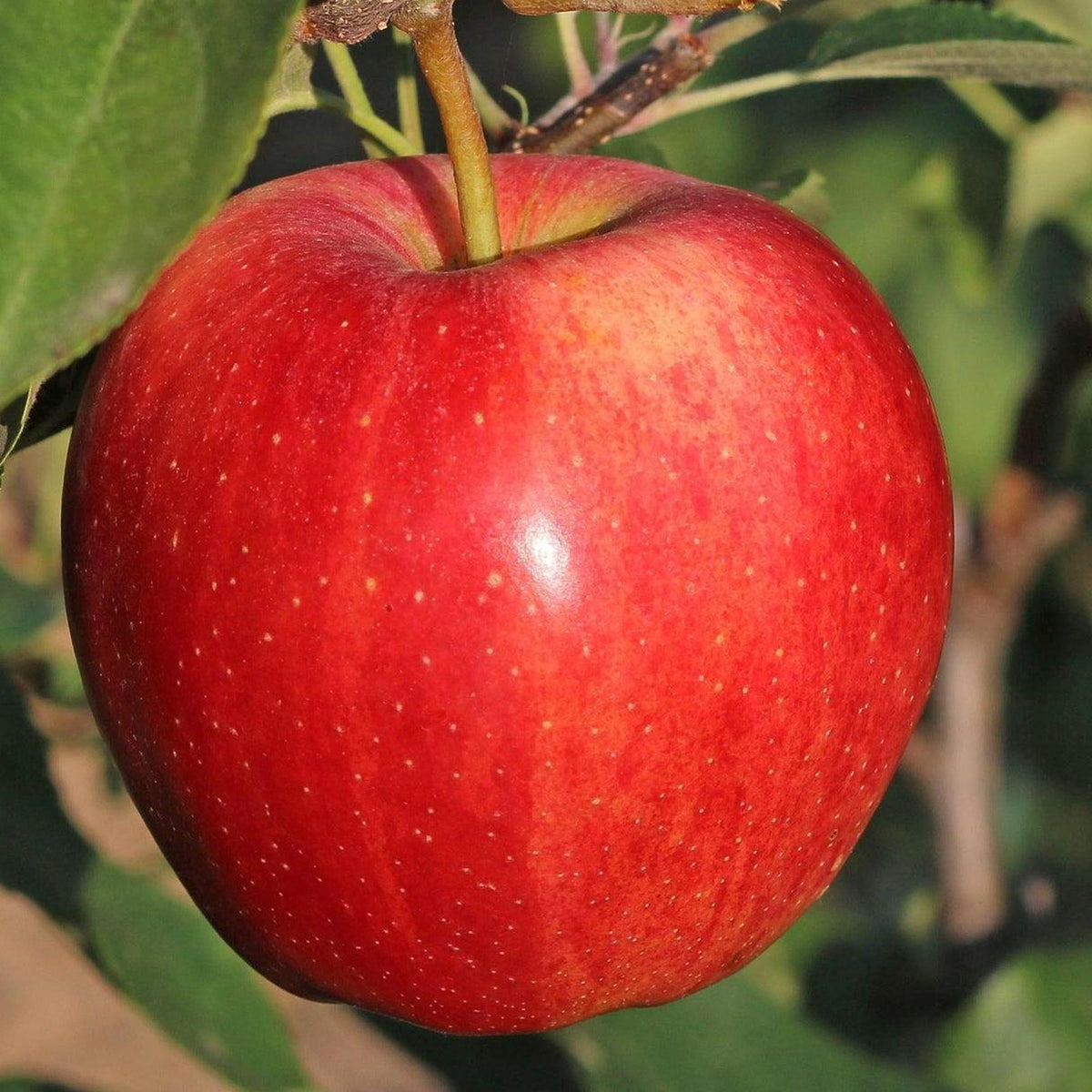 Red Fuji Apple Tree - Malus domestica 'Red Fuji' | Buy Online Australia ...