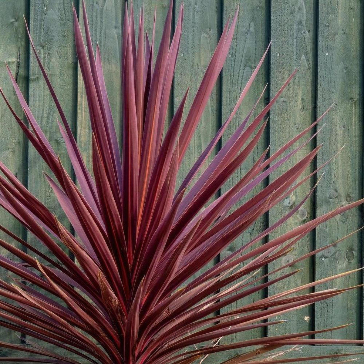 Cordyline australis Red Sensation | Brisbane Plant Nursery – Nursery ...
