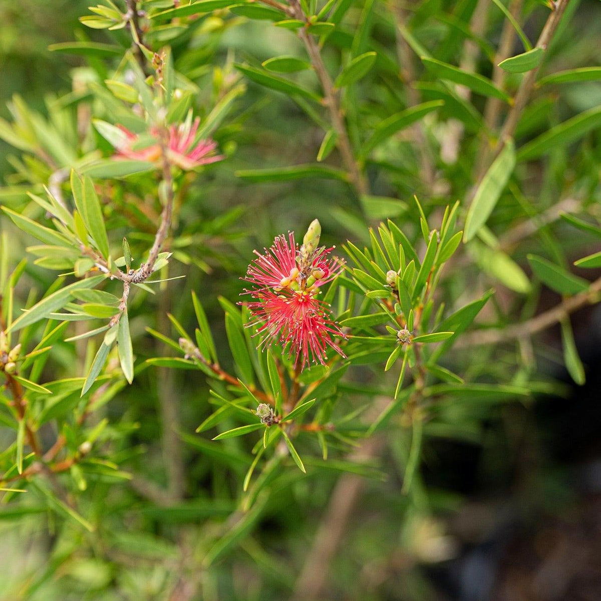 Reeves Pink Bottlebrush - Callistemon 'Reeves Pink' | Buy Online ...