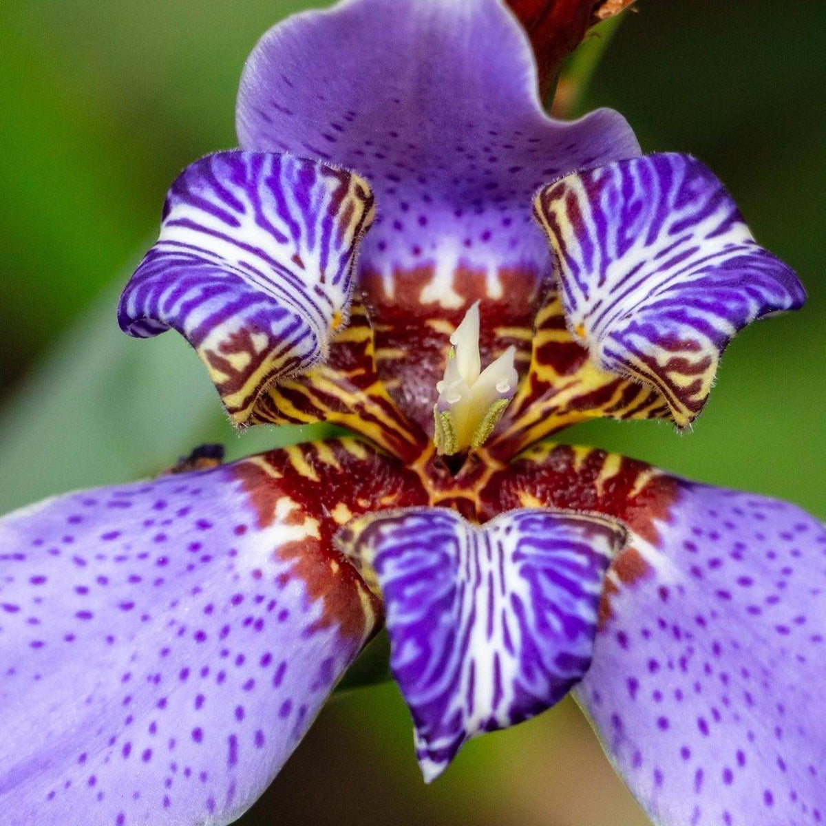 Regina Walking Iris - Neomarica caerulea 'Regina' | Buy Online ...