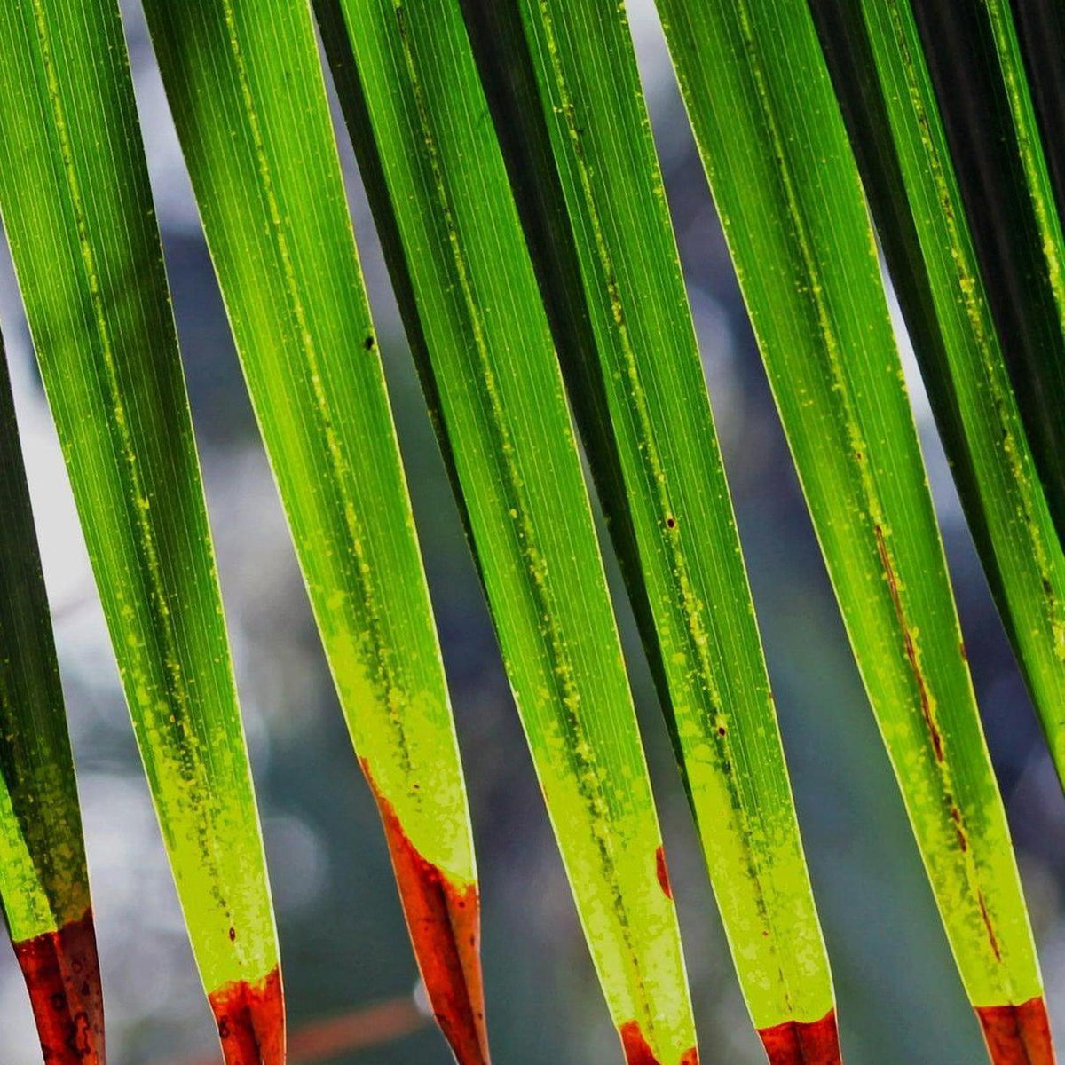 Ribbon Fan Palm - Livistona decora | Buy Online Australia – Nursery Near Me