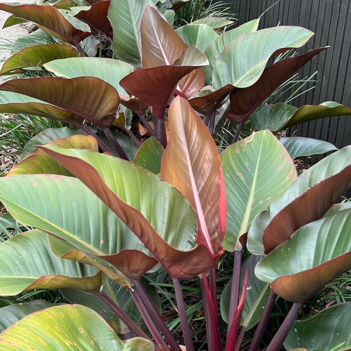 Rojo Congo Philodendron - Philodendron 'Rojo Congo' | Buy Online ...
