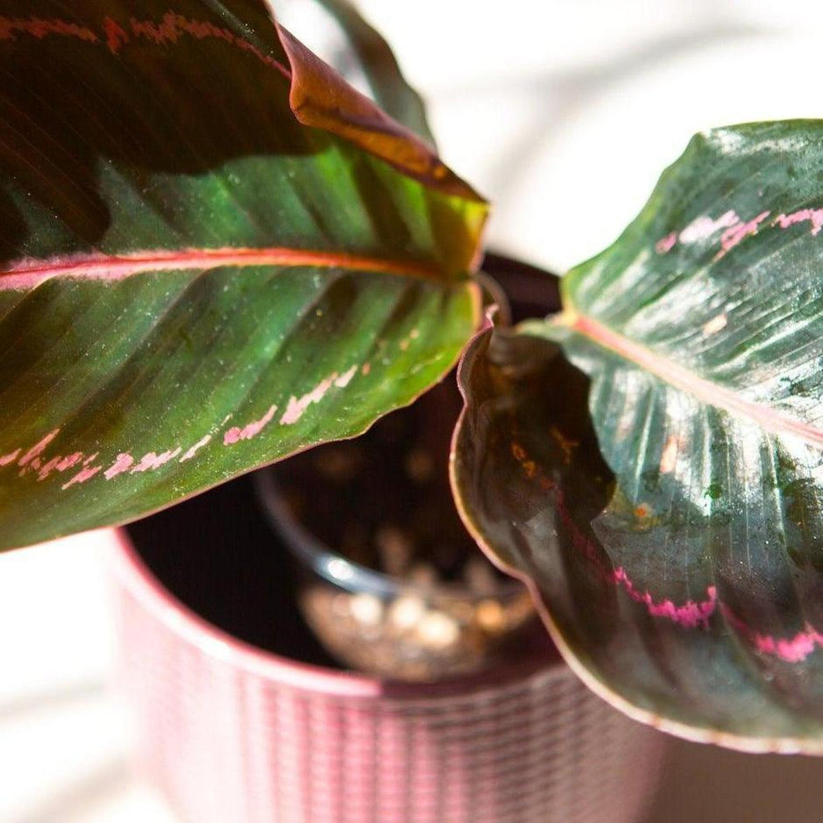 Buy Now! Rose Painted Calathea - Calathea roseopicta 'Dottie' – Nursery ...