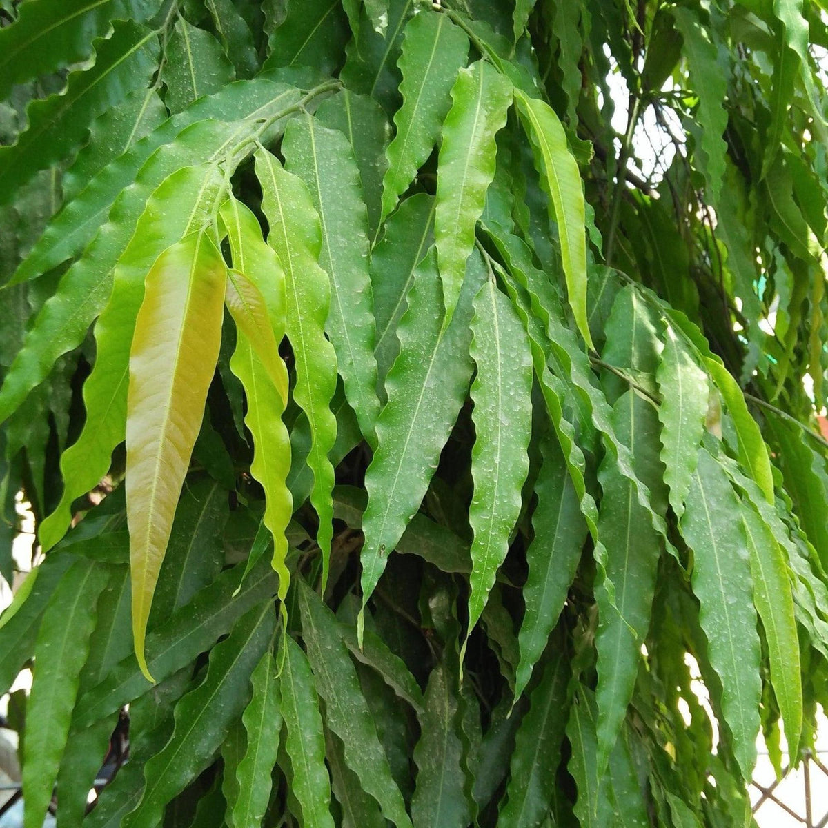 Sabre Tooth Fig - Ficus longifolia | Buy Online Australia – Nursery Near Me