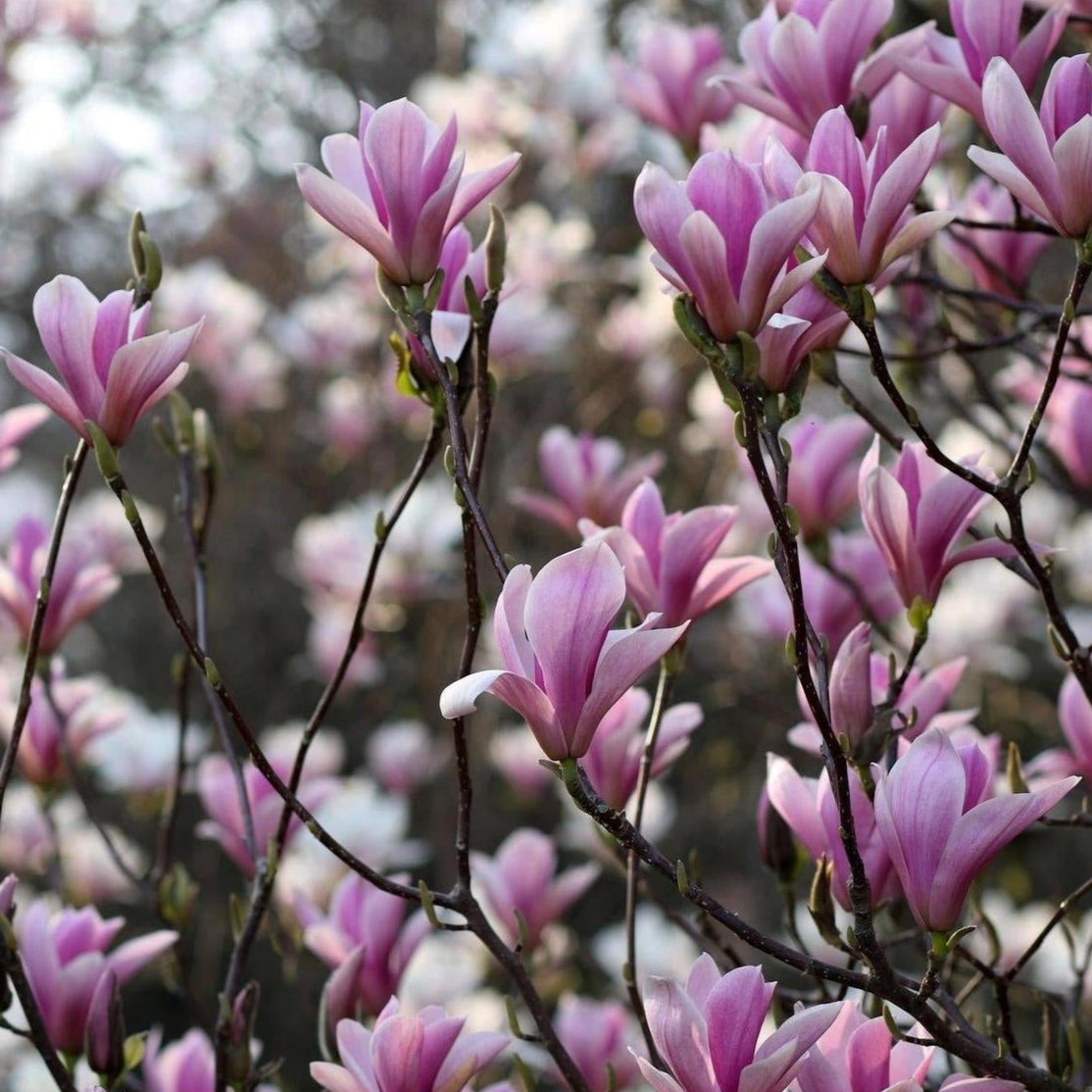 Saucer Magnolia - Magnolia soulangeana | Buy Online Australia – Nursery ...