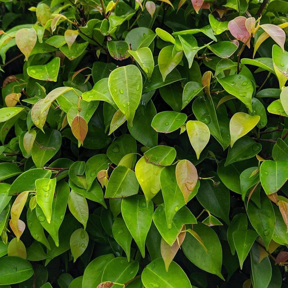 Shiny Xylosma - Xylosma senticosum | Buy Online Australia – Nursery Near Me