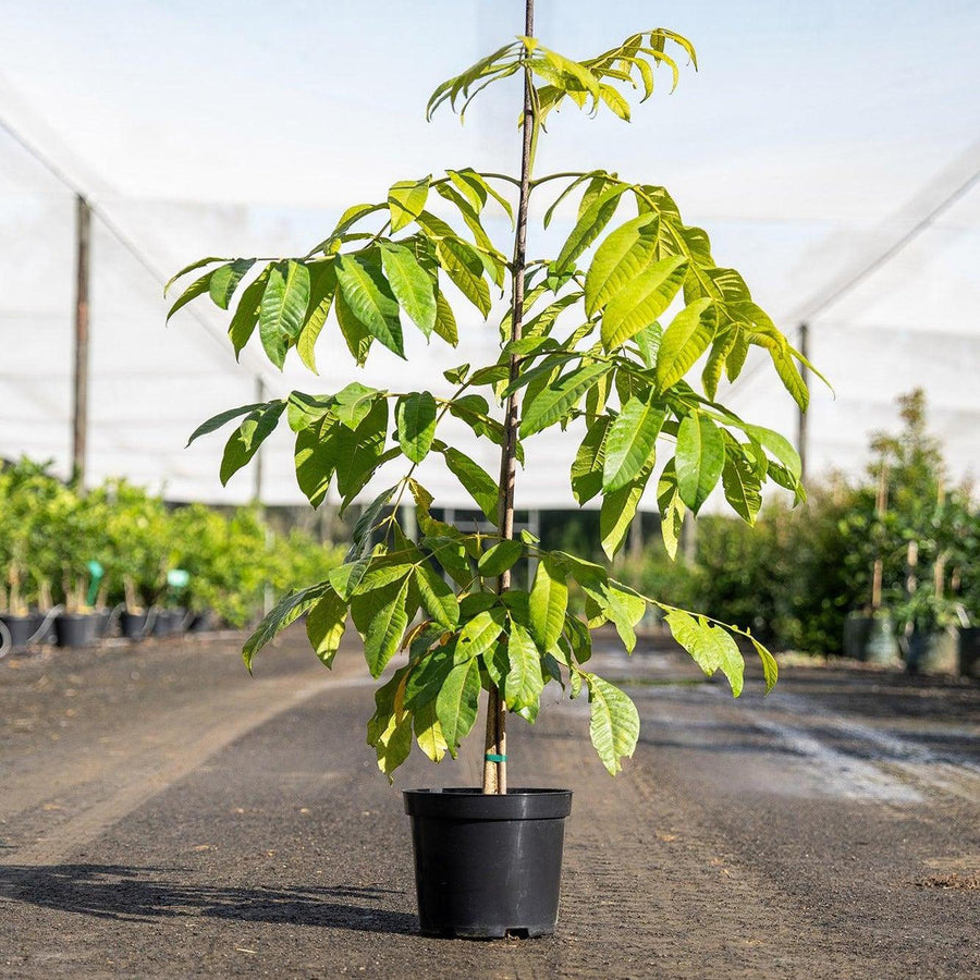 Silver Ash Tree - Flindersia schottiana | Buy Online Australia ...
