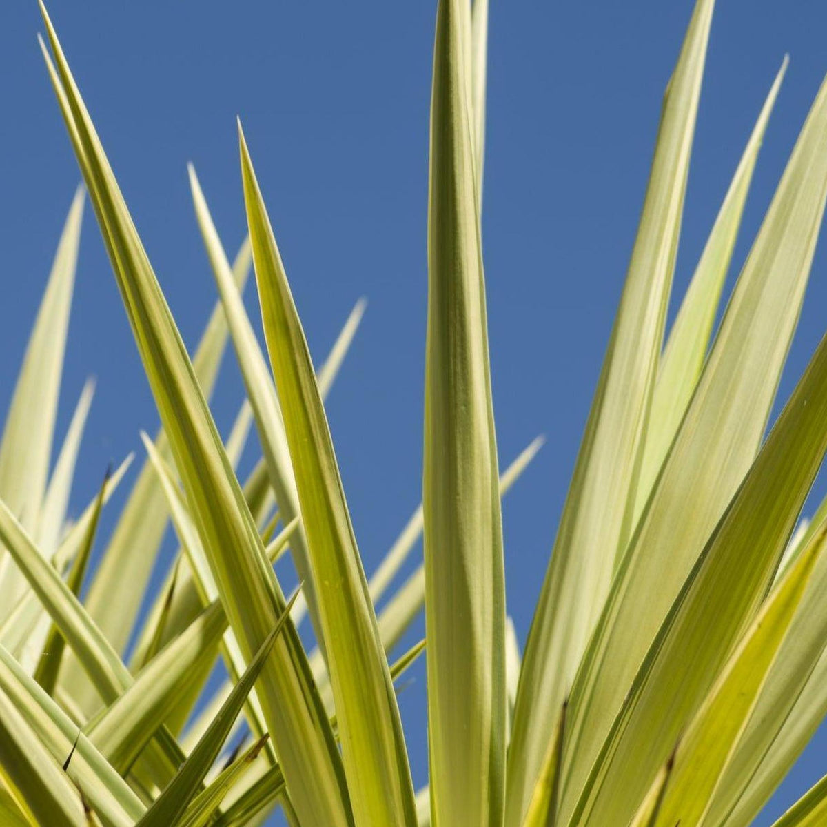 Silver Star Yucca - Yucca elephantipes 'Silver Star' | Buy Online ...