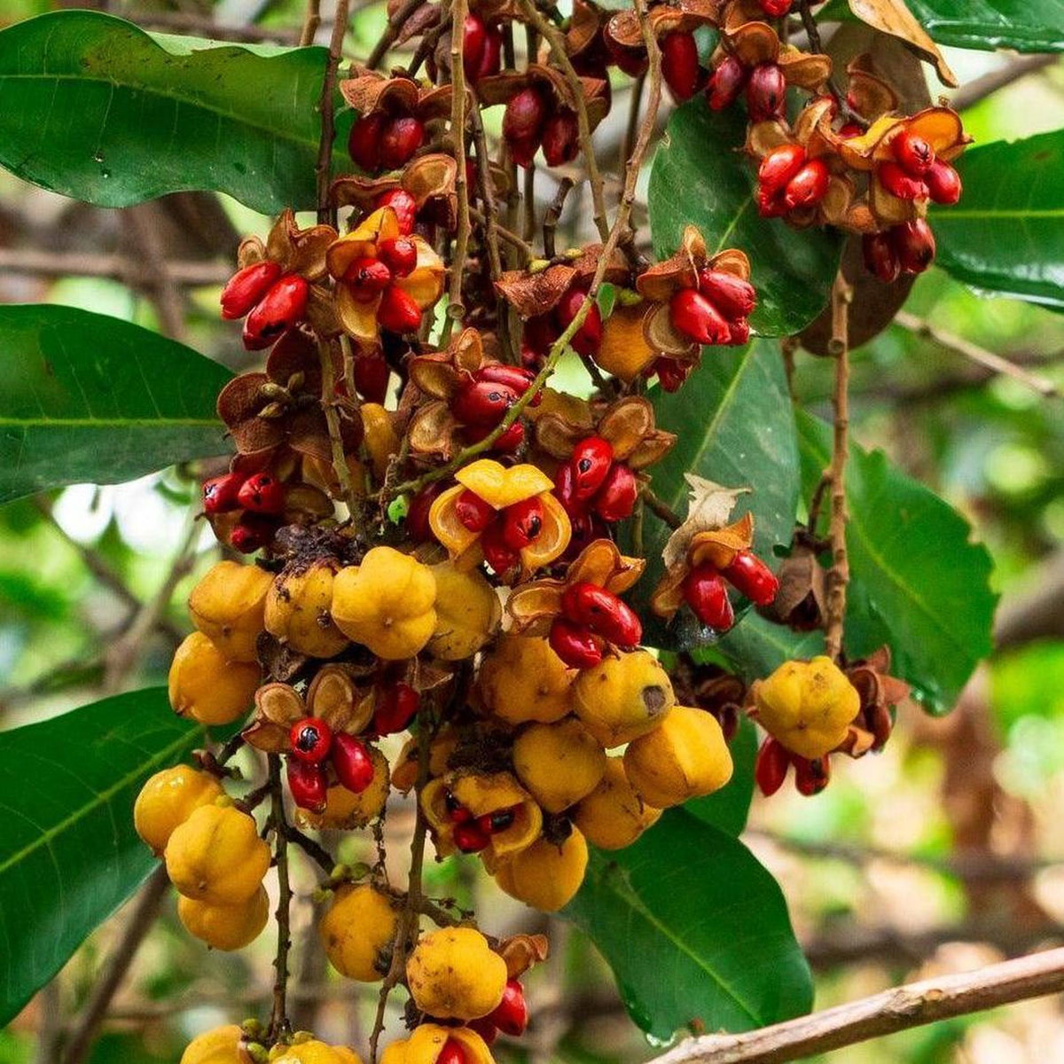 Buy Now! Small Leaf Tuckeroo - Cupaniopsis parvifolia – Nursery Near Me