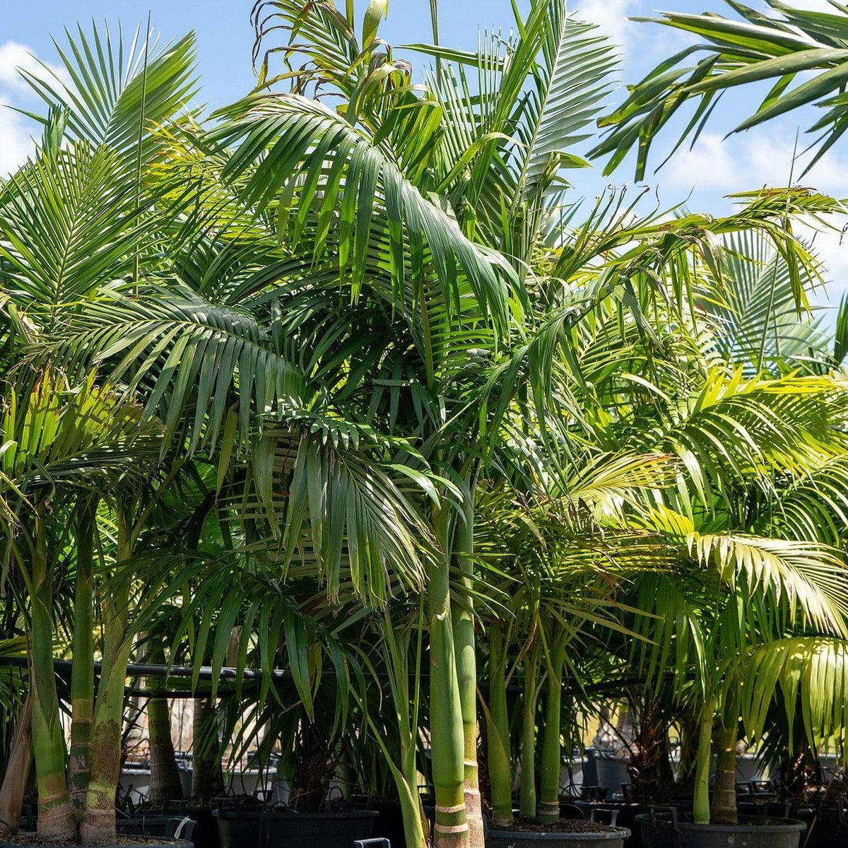 Buy Now! Solitaire Palm - Ptychosperma elegans – Nursery Near Me